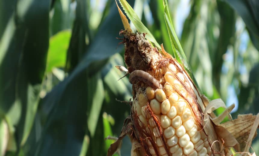 Provivi – Naturally Effective by Design