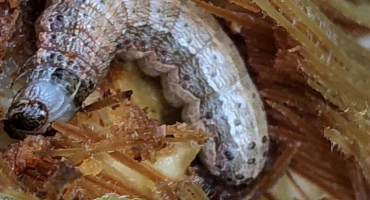 Provivi – Naturally Effective by Design