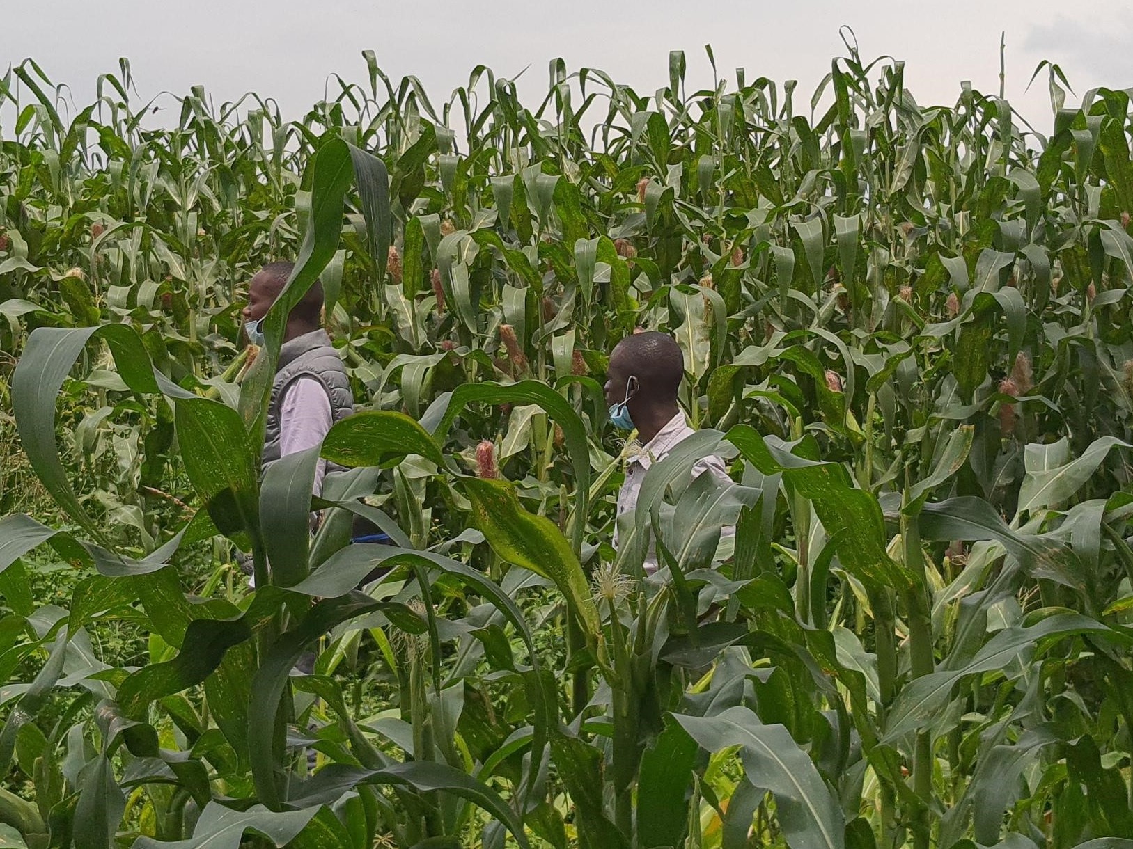 Provivi – Naturally Effective by Design